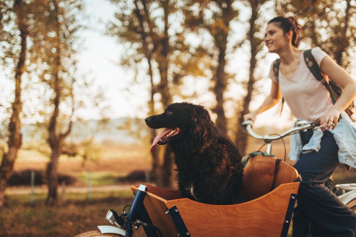 8 Uses for Cargo Bikes That Will Make Your Life Easier